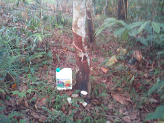 Baja Foliar Mekar Super Grow: TANAMAN GETAH YANG SUBUR