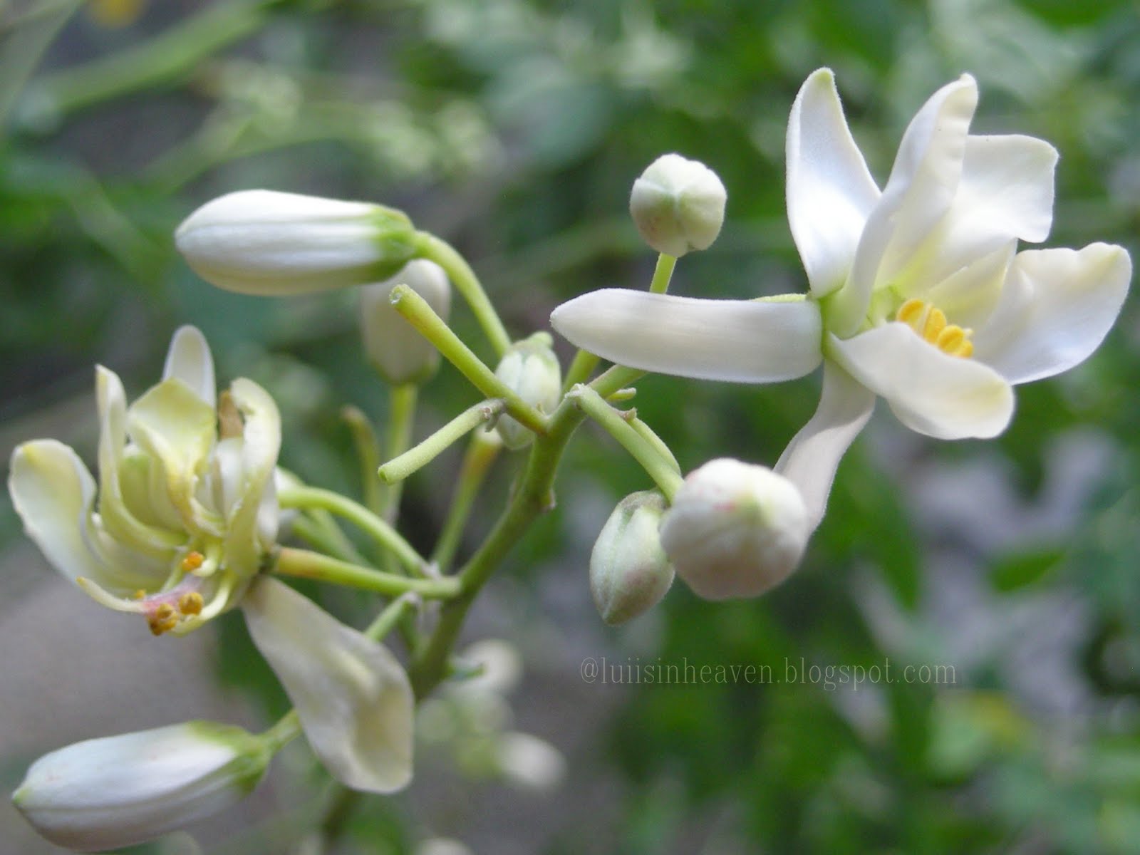 lui is in heaven: The Moringa Flower!