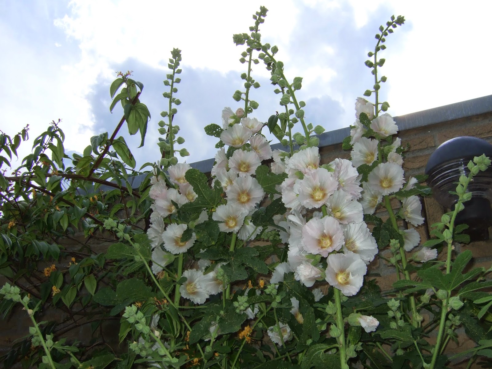 Lymfomania: (H)erkenning