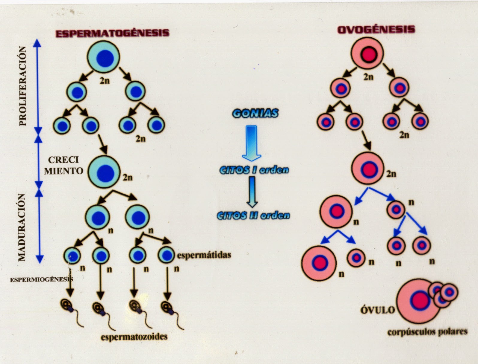 Reproducción Celular