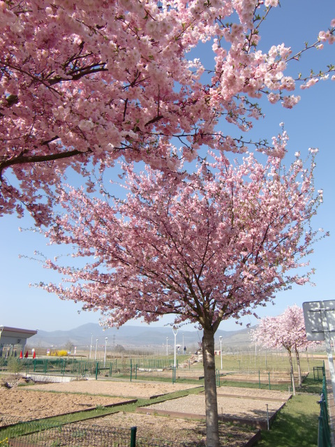 Maliva`s verden: Mandeltre i full blomstring.