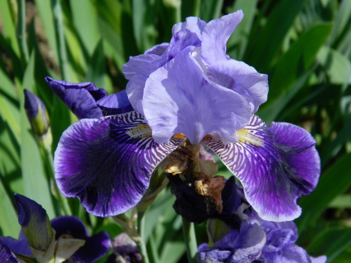 LA MULTI ANI, ROMANIA!: Stanjenei mov