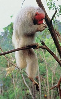 Macaco Uacari Branco