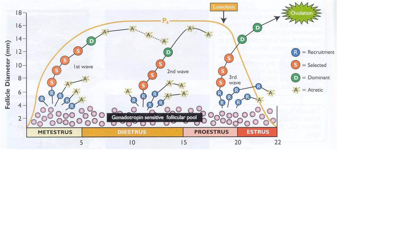 Nurul Anjar Prastiwi: Gelombang Folikel Sapi