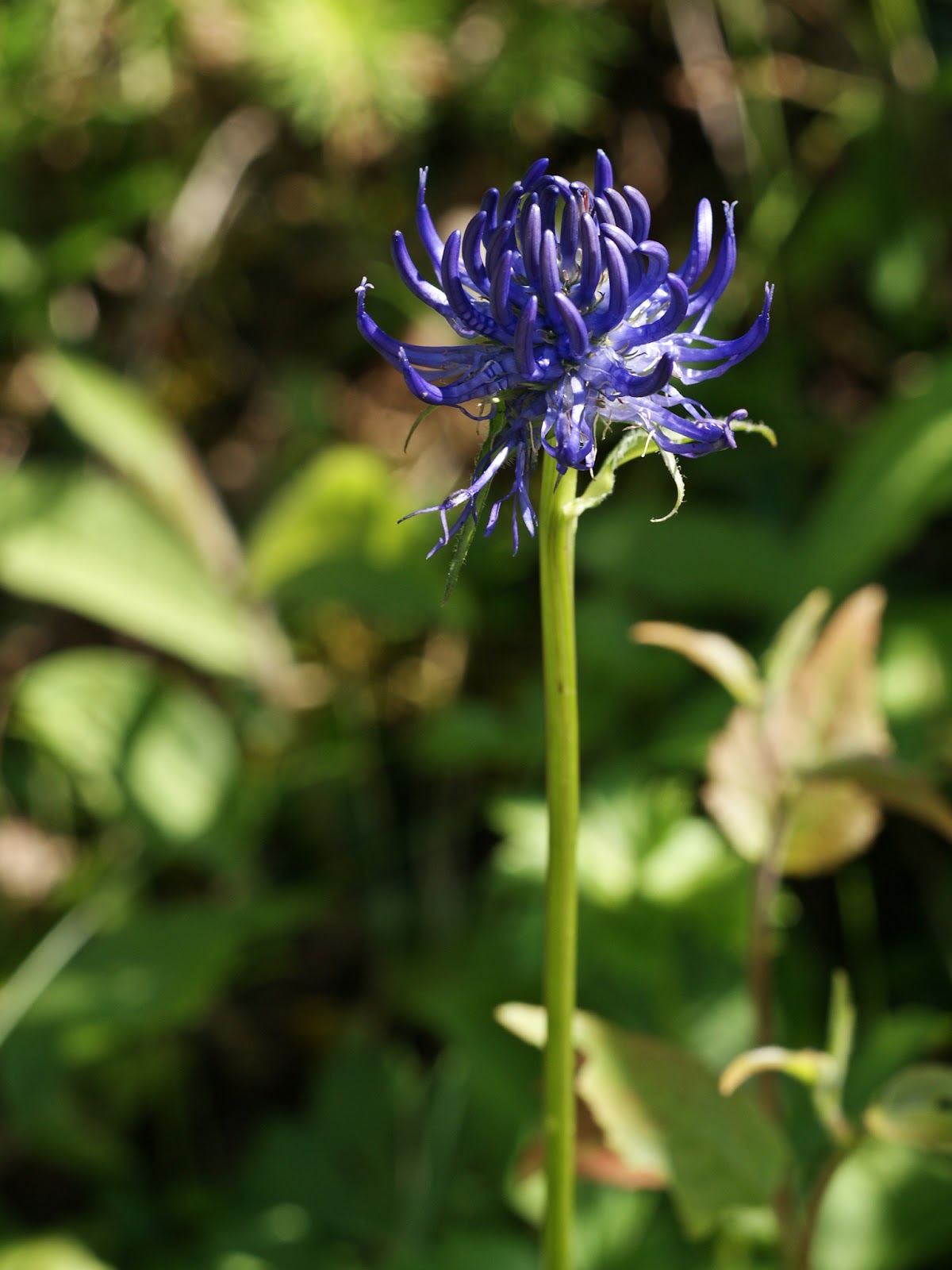 VERCORIN : Les fleurs du Tour du Mont : Fleurs bleues
