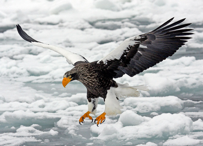 Sea Eagle Bird | Info & Latest Cute Pictures | All Wildlife Photographs