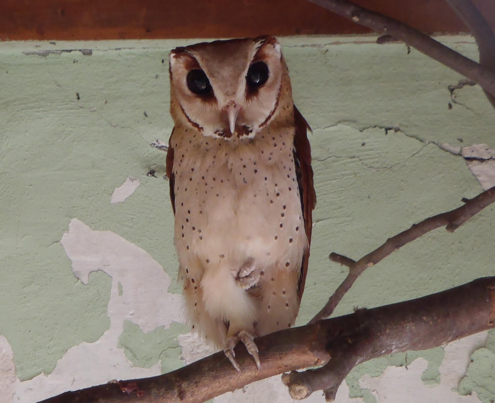 pan-Aves: Dinosauři v Zoo Praha, díl 3. – Afroaves