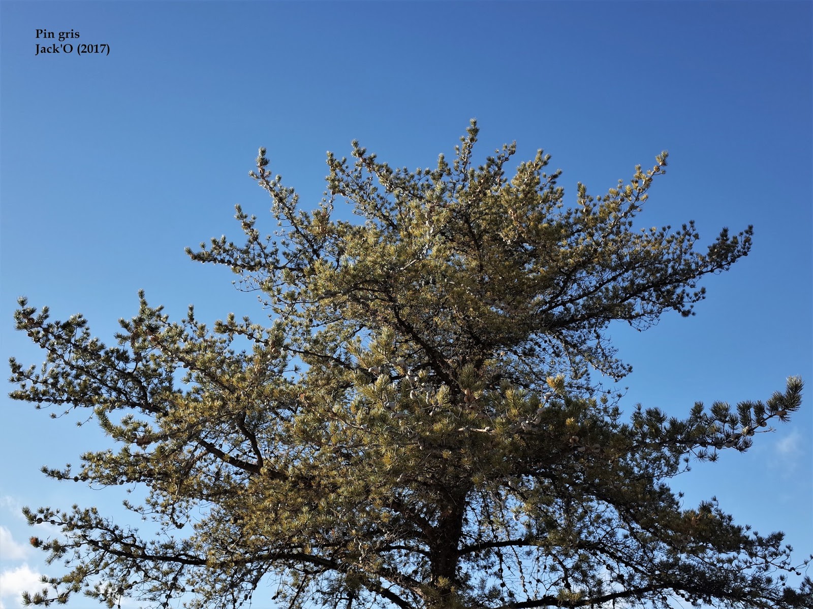 L'OEIL AU VERT: PIN GRIS (CYPRÈS), ROUYN-NORANDA (LAC OSISKO). -7avril 2017