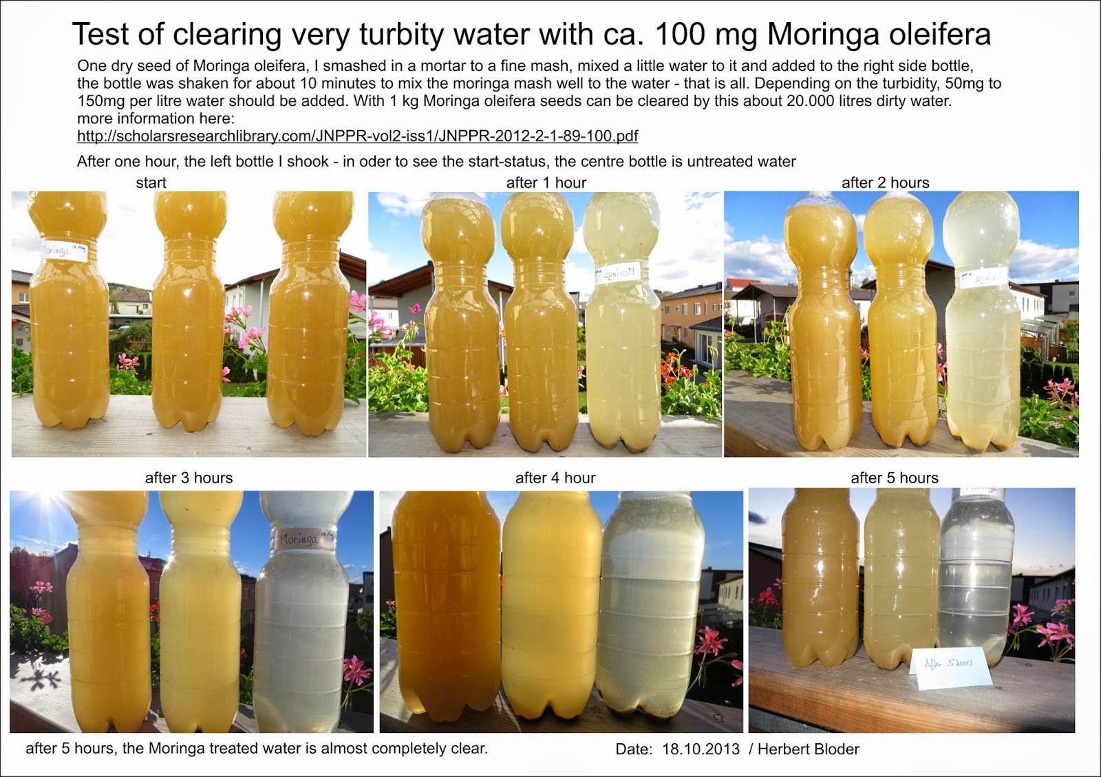 Plant of the Day: Plant of the day is: Moringa oleifera or miracle tree