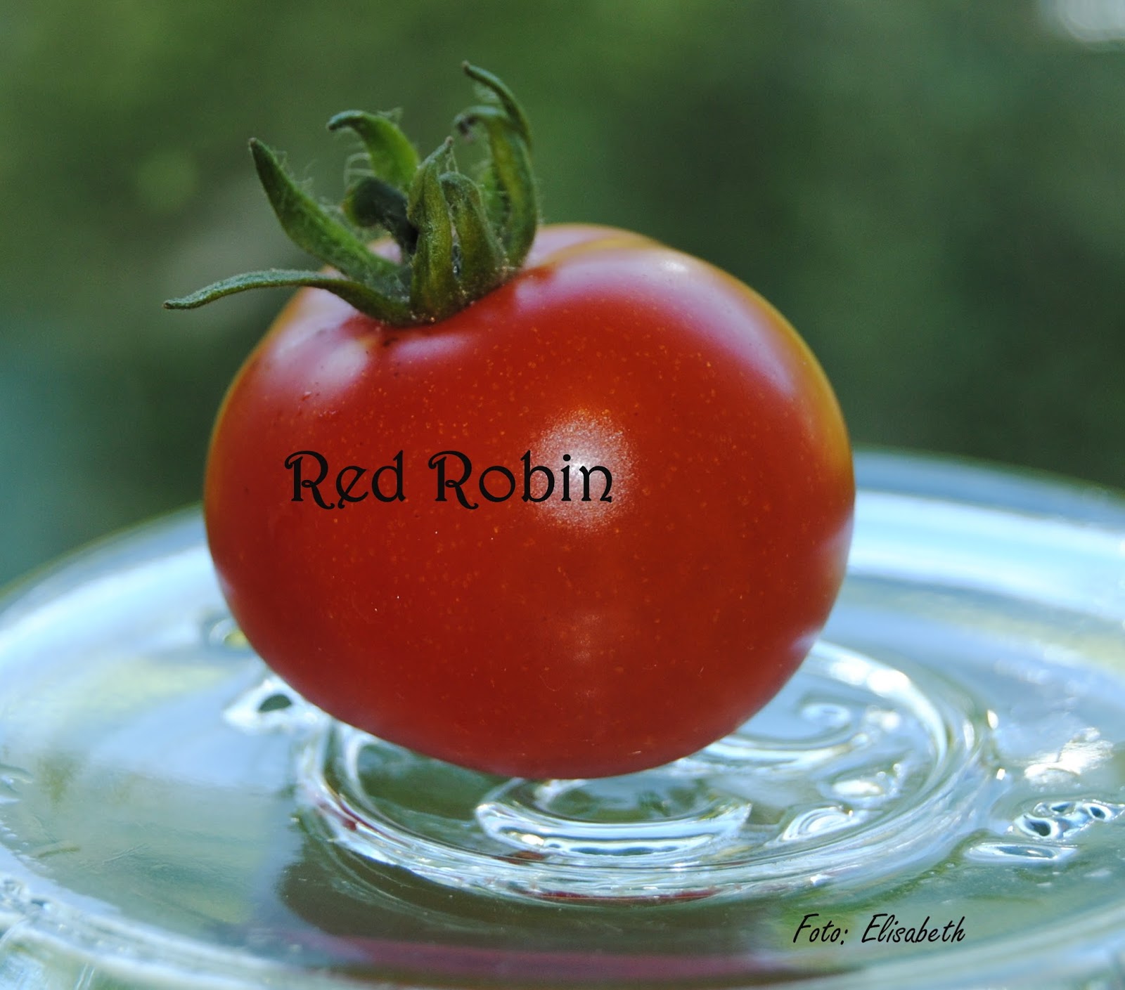 Lille tomat.: Red Robin