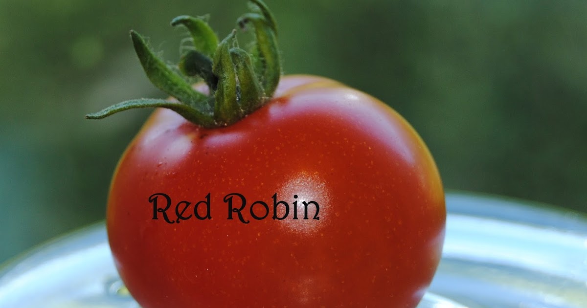 Lille tomat.: Red Robin