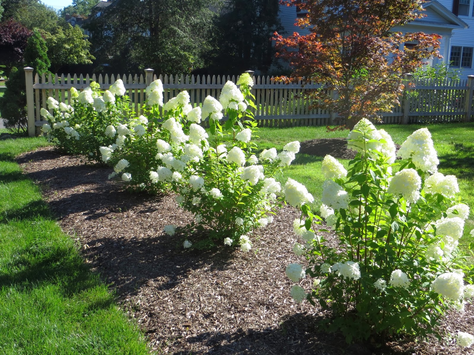 Southwest Daily Images: Hydrangea Hedge
