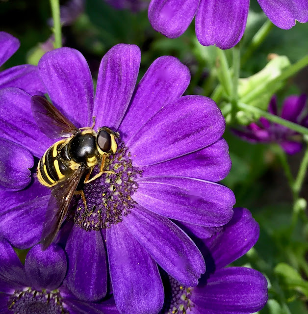 SITKAVORES: FLOWERS - Annual