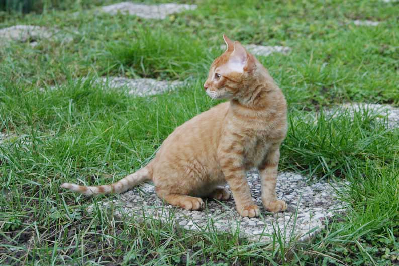 Cat Pictures: German Rex Cat