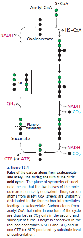Sandwalk: Fixing carbon by reversing the citric acid cycle