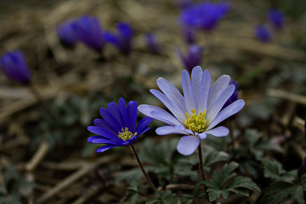 Rurification | Robin Edmundson: Windflowers