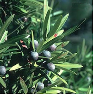 Botânica- Taxonomia: Coniferophyta(Coniferófitas)