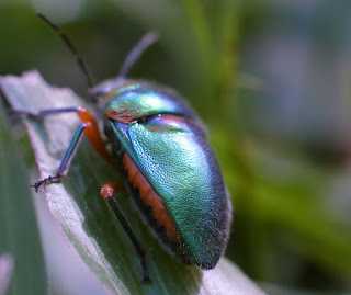 in my view ...: brightly coloured bugs