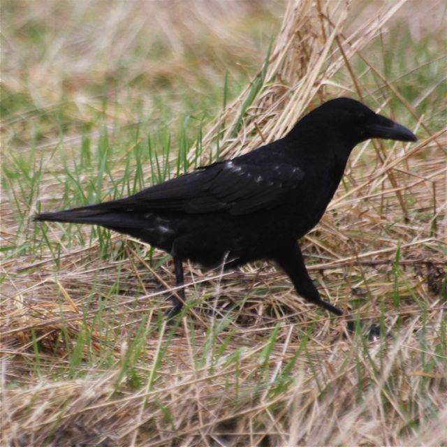 Morgithology: White-winged crows