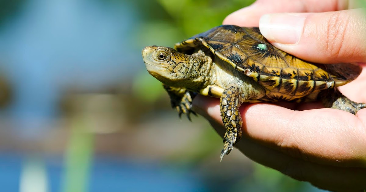Western pond turtles get a head start on World Turtle Day