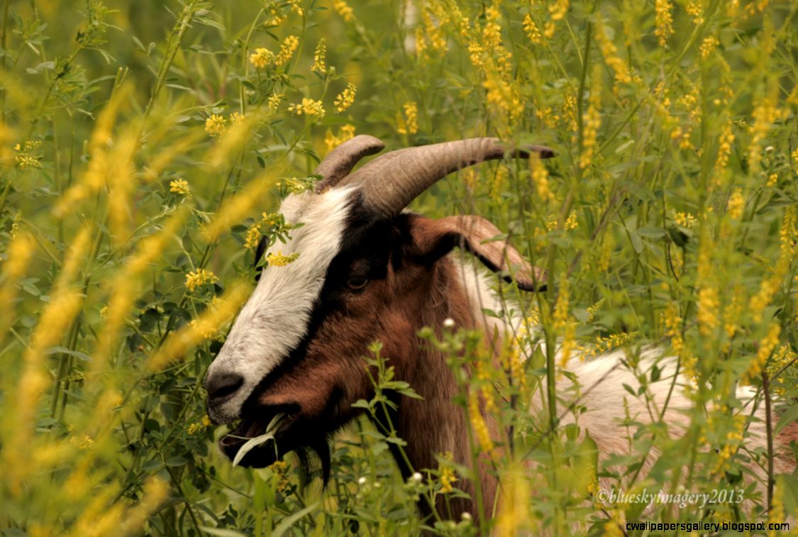 Prairie Animals With Names | Wallpapers Gallery