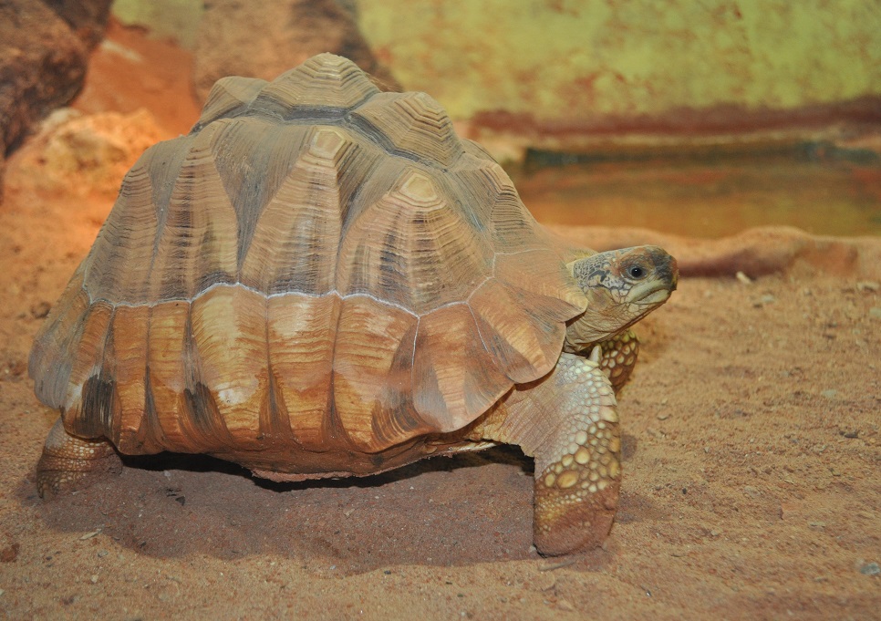 ZOOTOGRAFIANDO (MI COLECCIÓN DE FOTOS DE ANIMALES): TORTUGA ANGONOKA ...