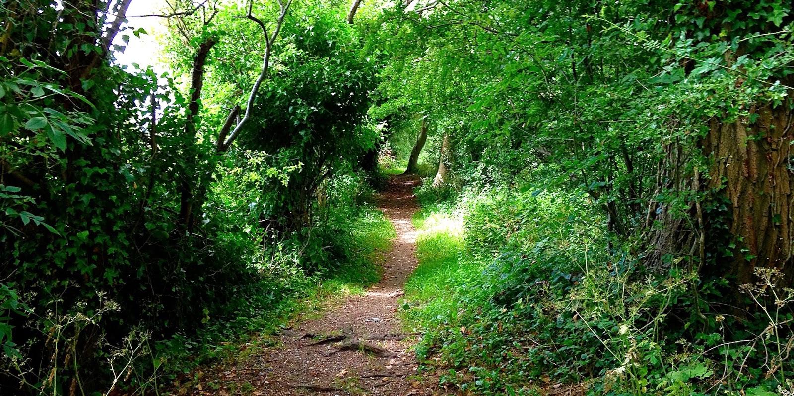 Cambridgeshire walks: Fenstanton to Fen Drayton Lakes RSPB Nature Reserve