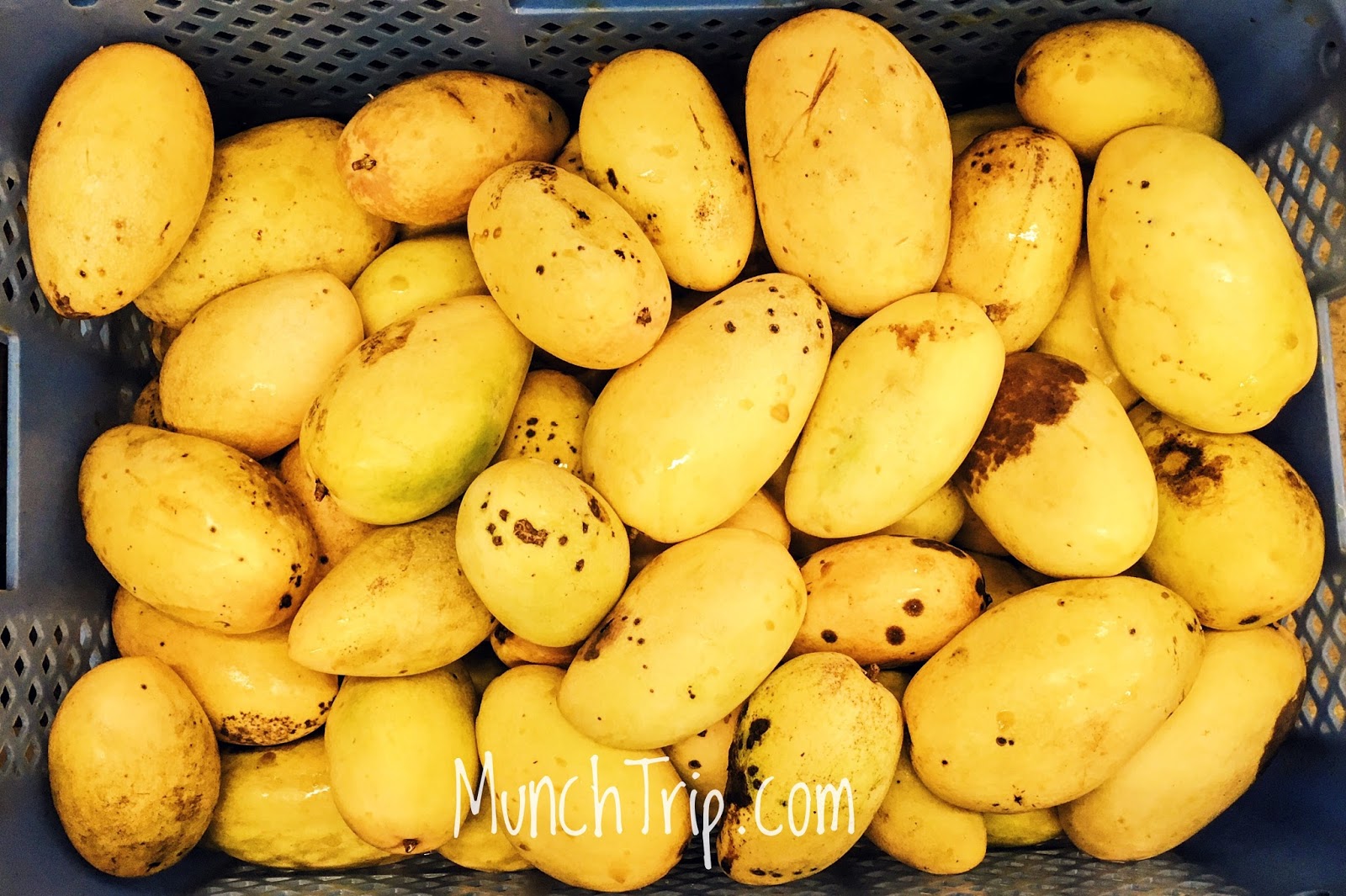 How To Court Someone With Philippine Mango aka Carabao Mango - MunchTrip