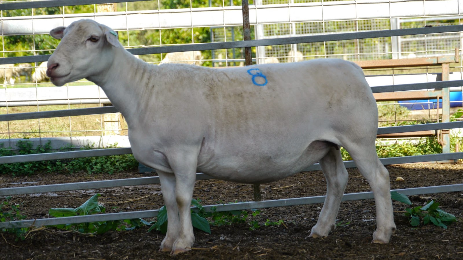 Twinview White Dorpers: Stud White Dorper Ewes for Sale