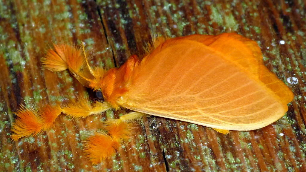Real Monstrosities: Goo Spines of Dalceridae
