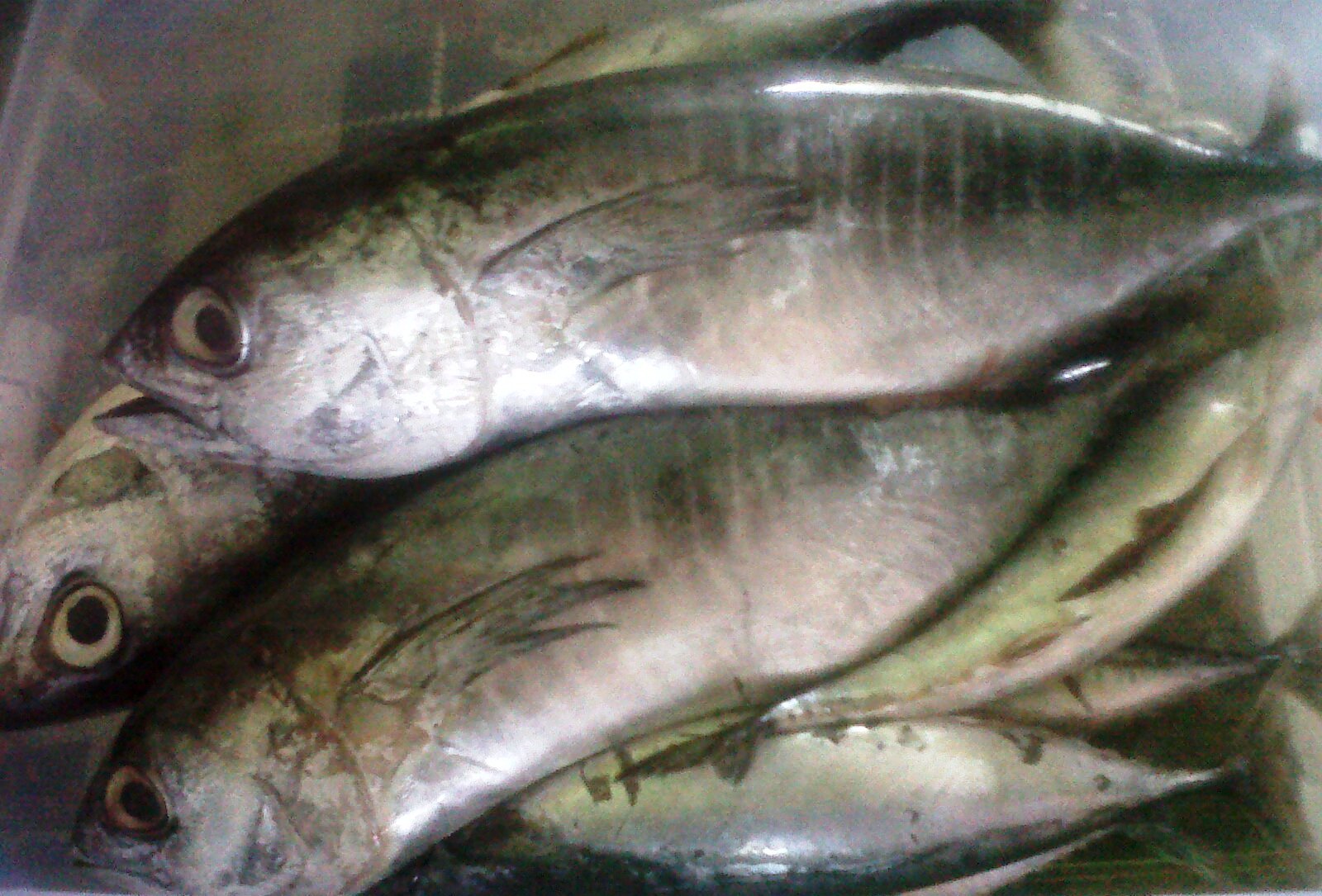 Mengenal jenis jenis ikan laut yang merakyat di kalangan orang Manado