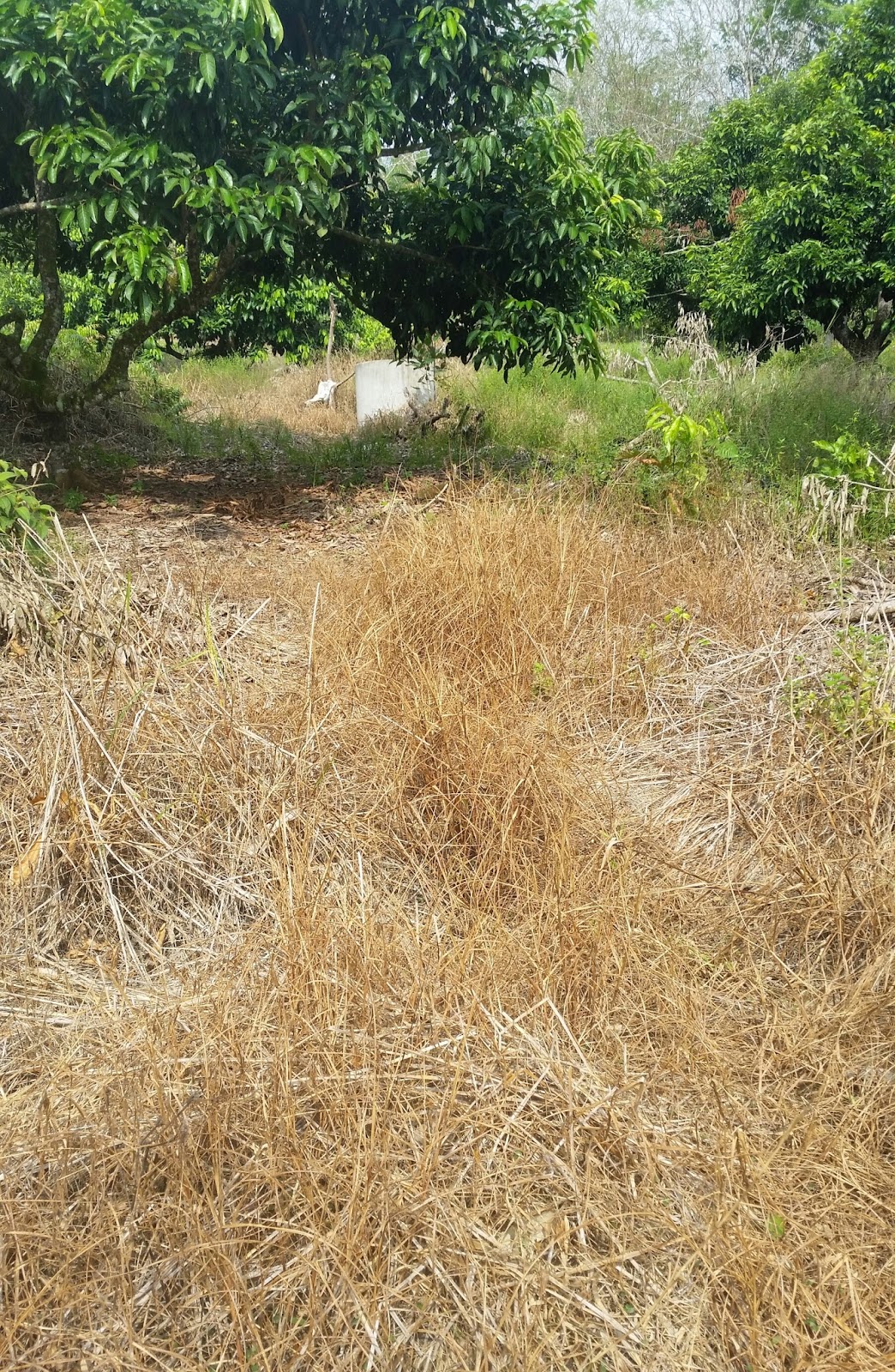 Warisan Petani: Pokok Sendayan.