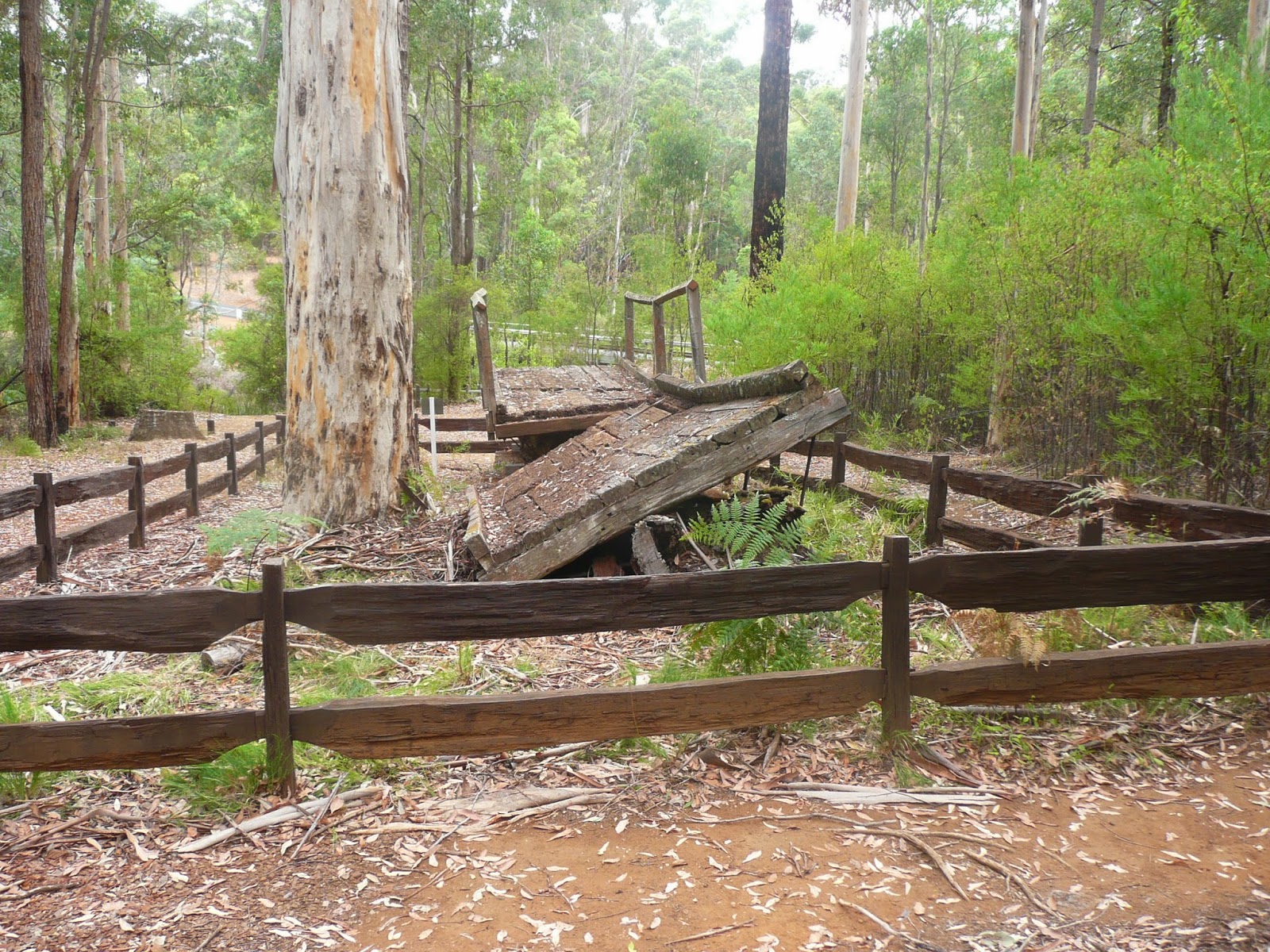 MobileMarshies: MANJIMUP 2 - A TOWN JAUNT AND TWO BIG TREES (14 - 18 ...
