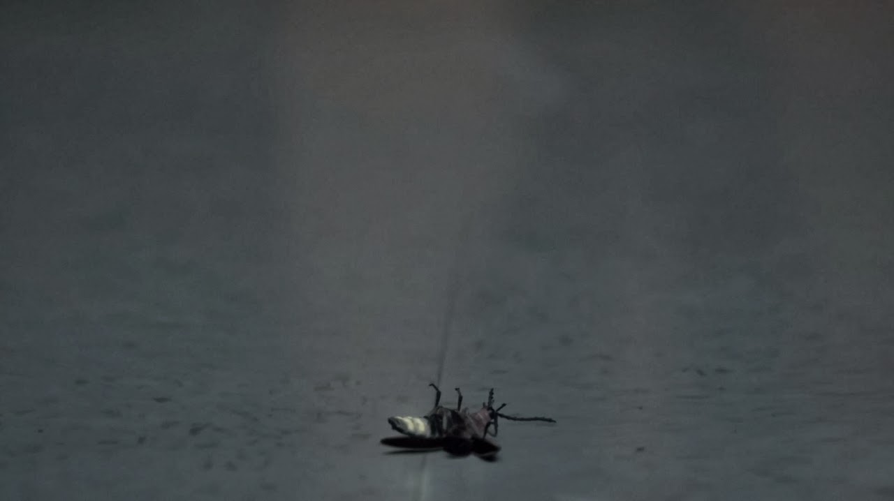 dead+firefly.jpg