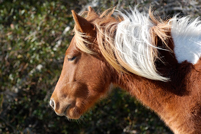 Urban Wildlife Guide: Ponies and Vultures