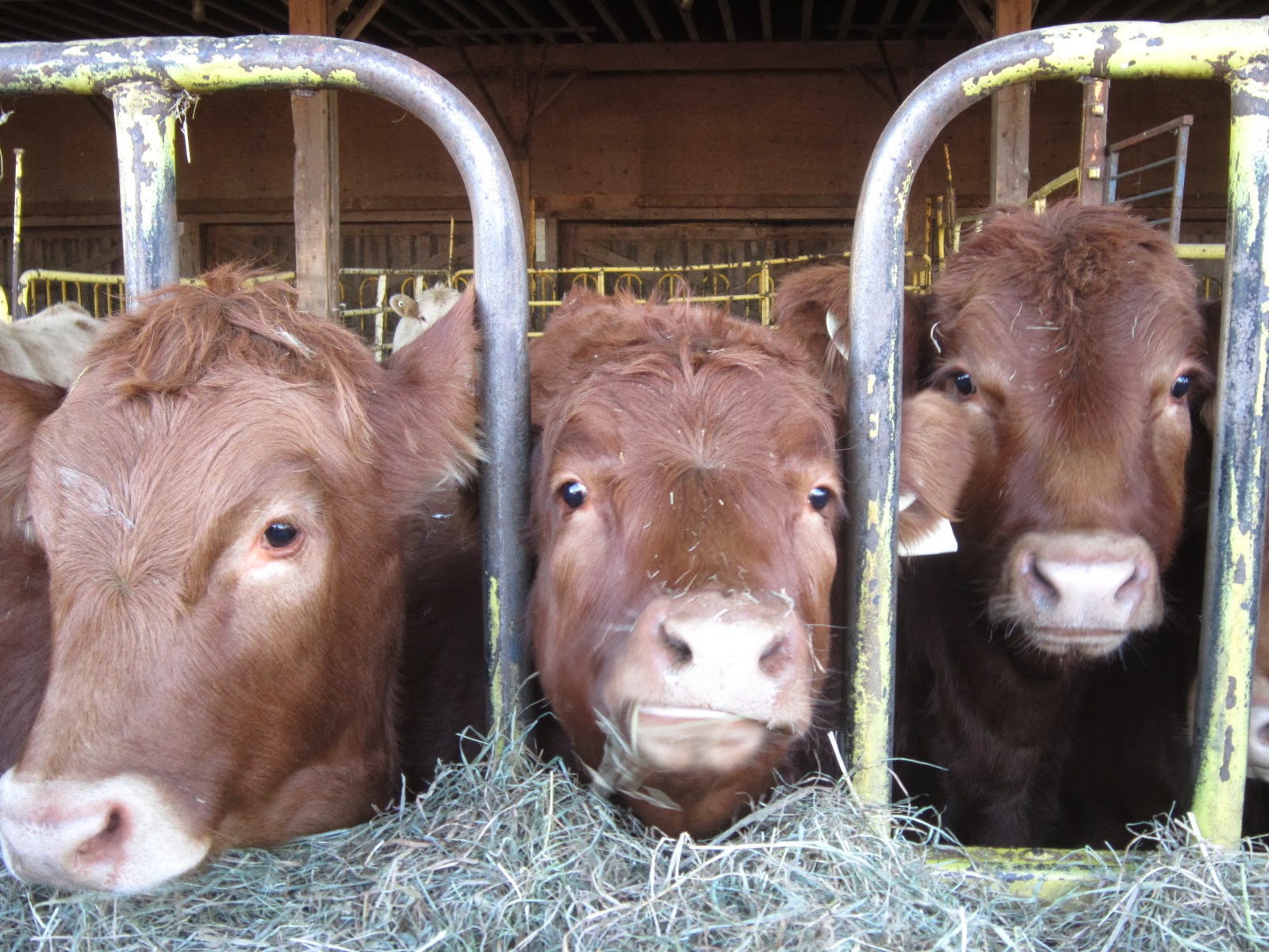 Manger bio : mode d'emploi: Visite de la ferme biologique Morgan à St ...