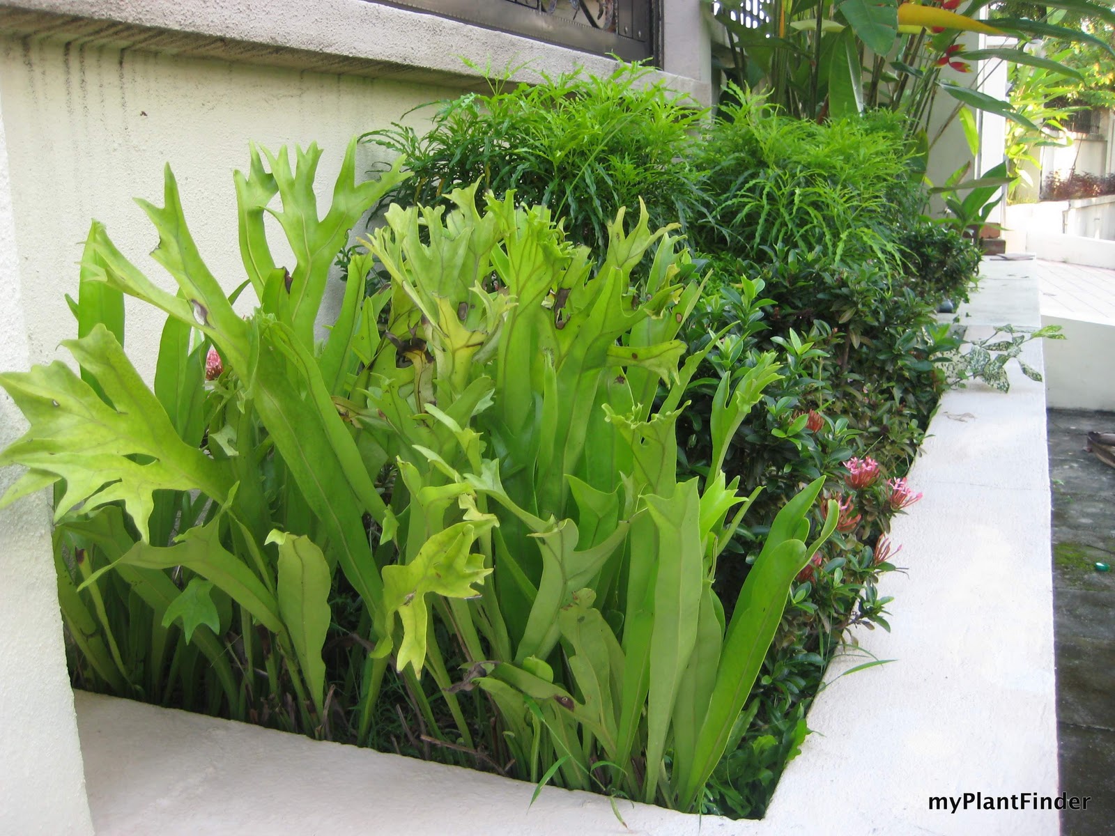 MY PLANT FINDER | Plant Guide: Microsorum punctatum 'Grandiceps'