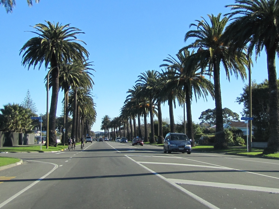 photographing New Zealand: the trees of Napier