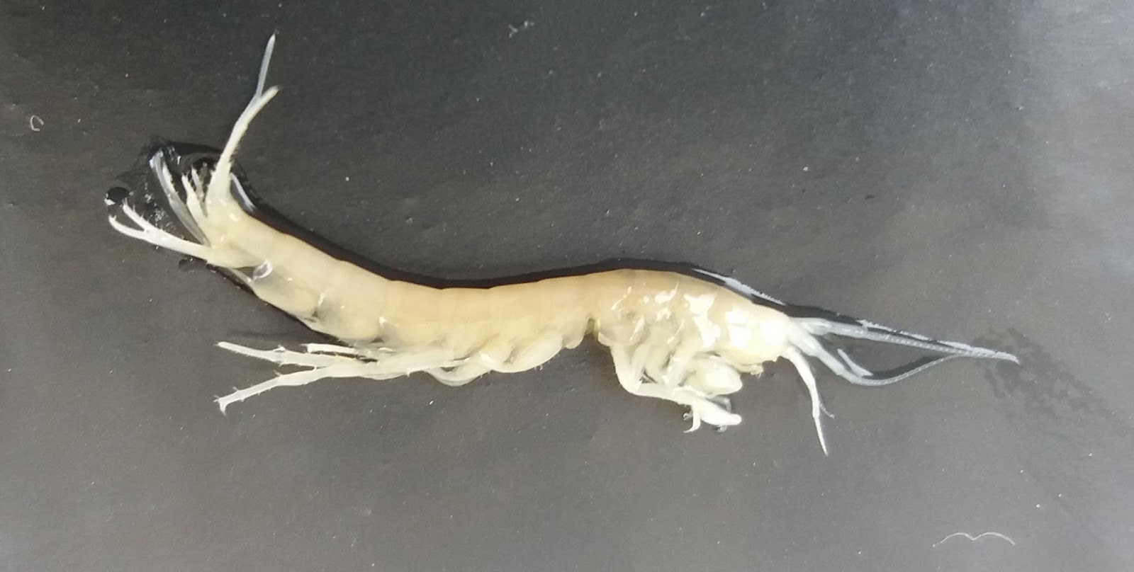 SPELEOLOGIE EN MEUSE: ESCAPADES