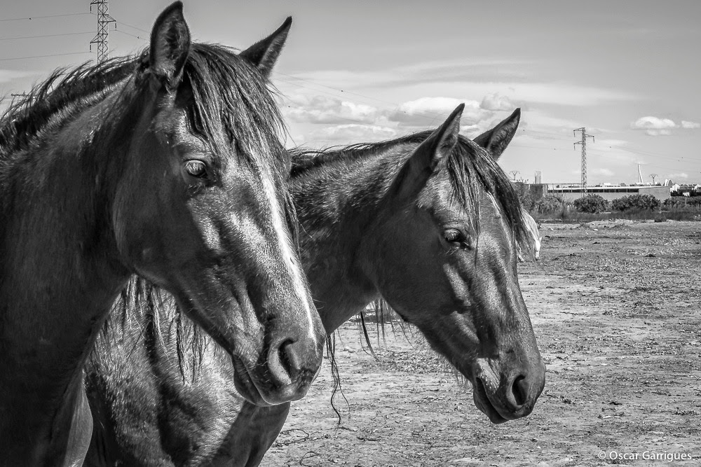 Diario de un fotografo amateur : CABALLOS, PICNIC, CAFE Y BIOPARC CON ...