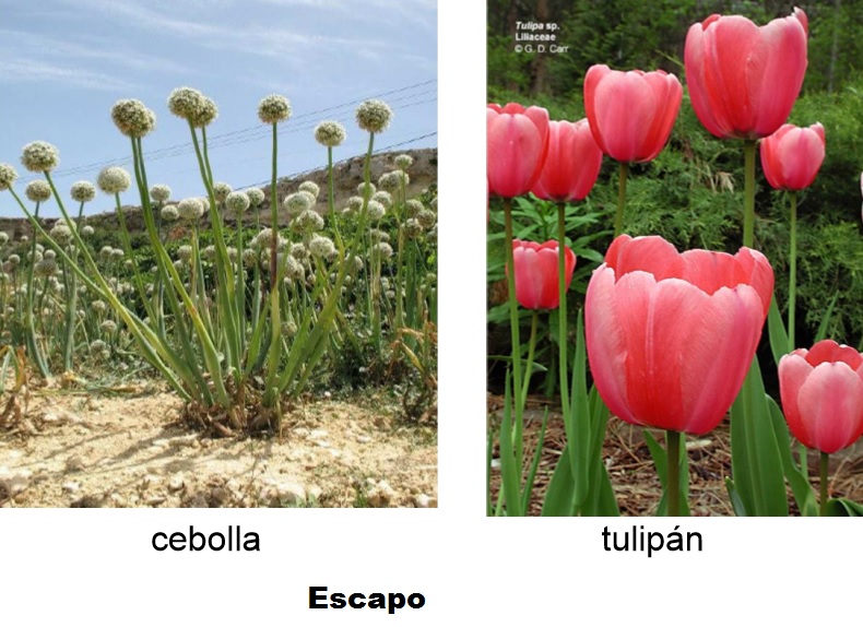 Asignatura de Biologia : Inflorescencias