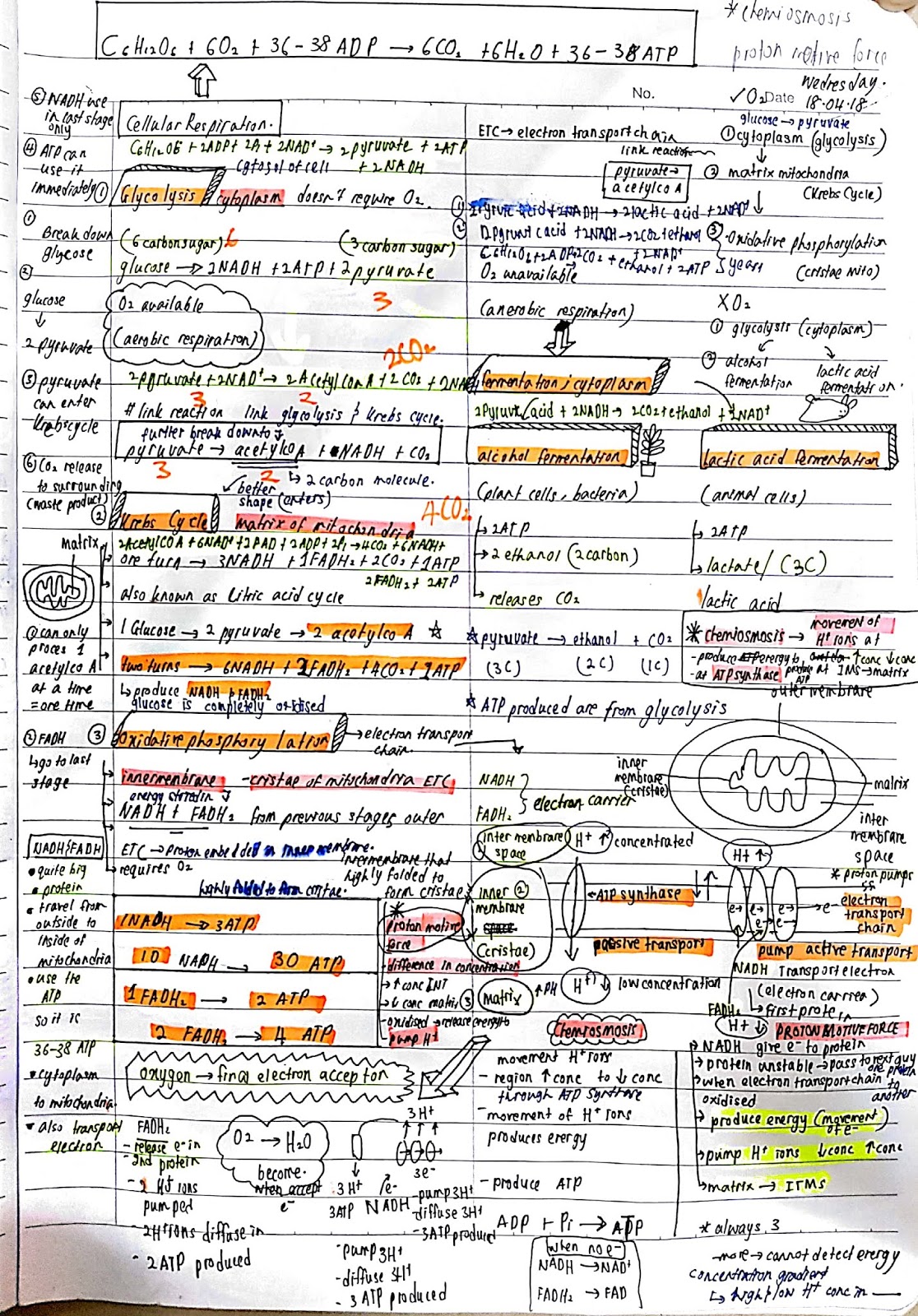 MUFY Biology Semester 1 Notes (RAW)