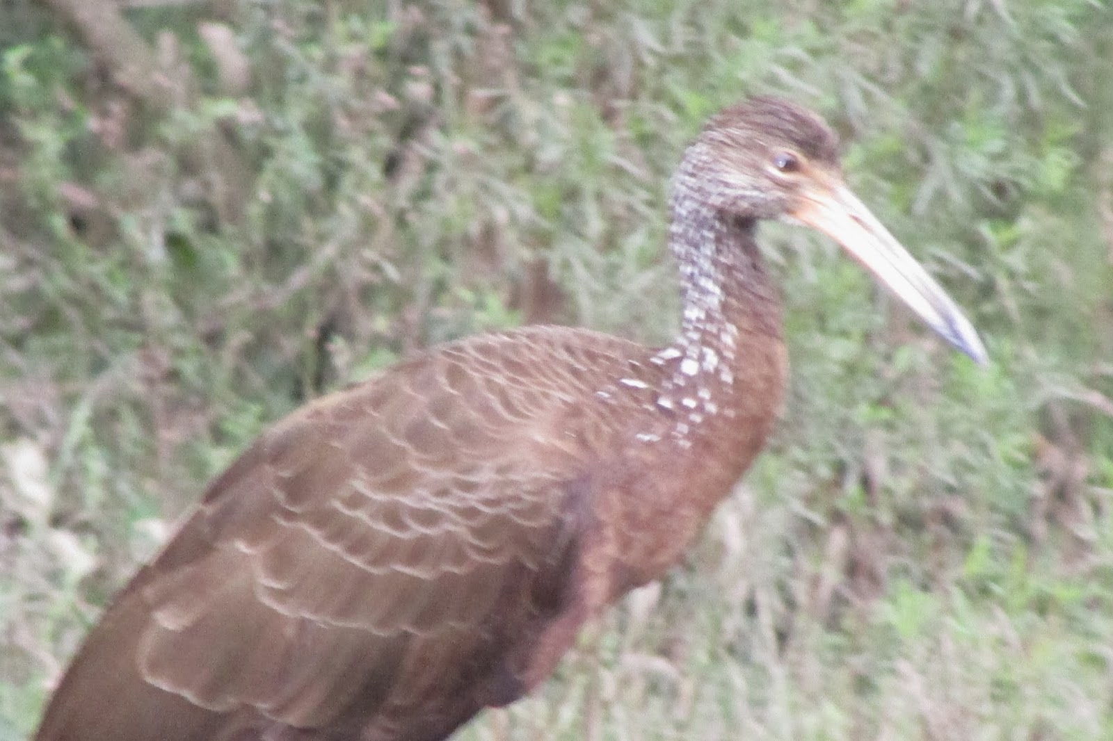 COLECCIONISTA DE HUEVOS DE AVES