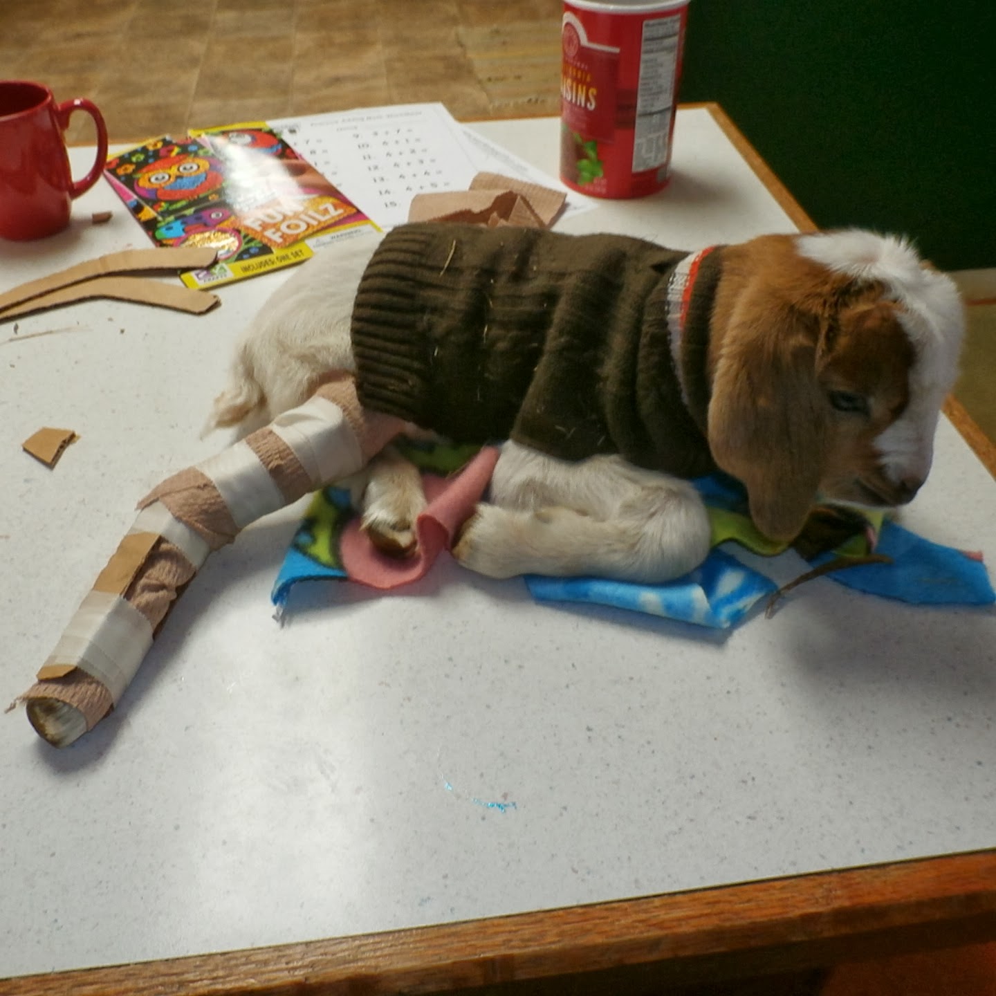 How To Splint A Baby Goat Leg at Jennifer Johansen blog