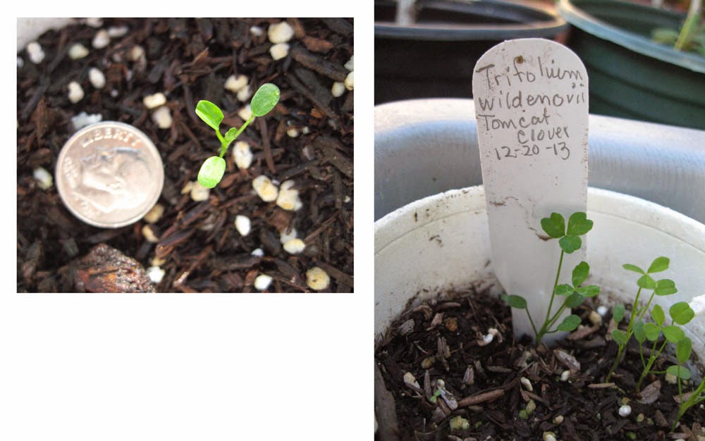 Mother Nature's Backyard - A Water-wise Garden: Plant of the Month ...