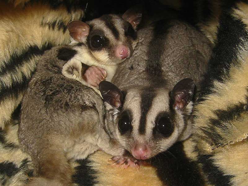 ANIMAL: El Petauro del Azúcar