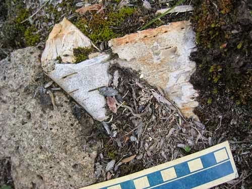 Bearfoot Guide Insight Into The Alaska Past: Rare & Incredible Findings ...