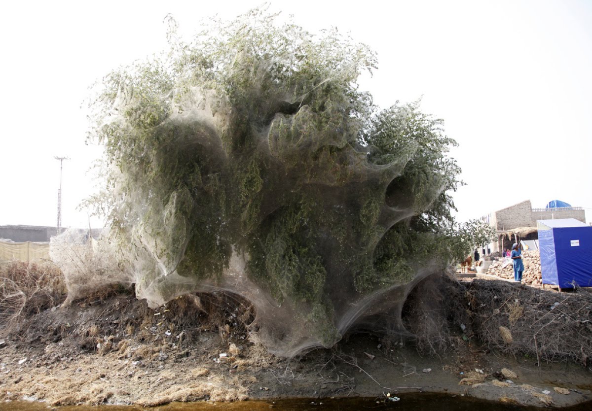 drum of glass: Spider trees in Pakistan