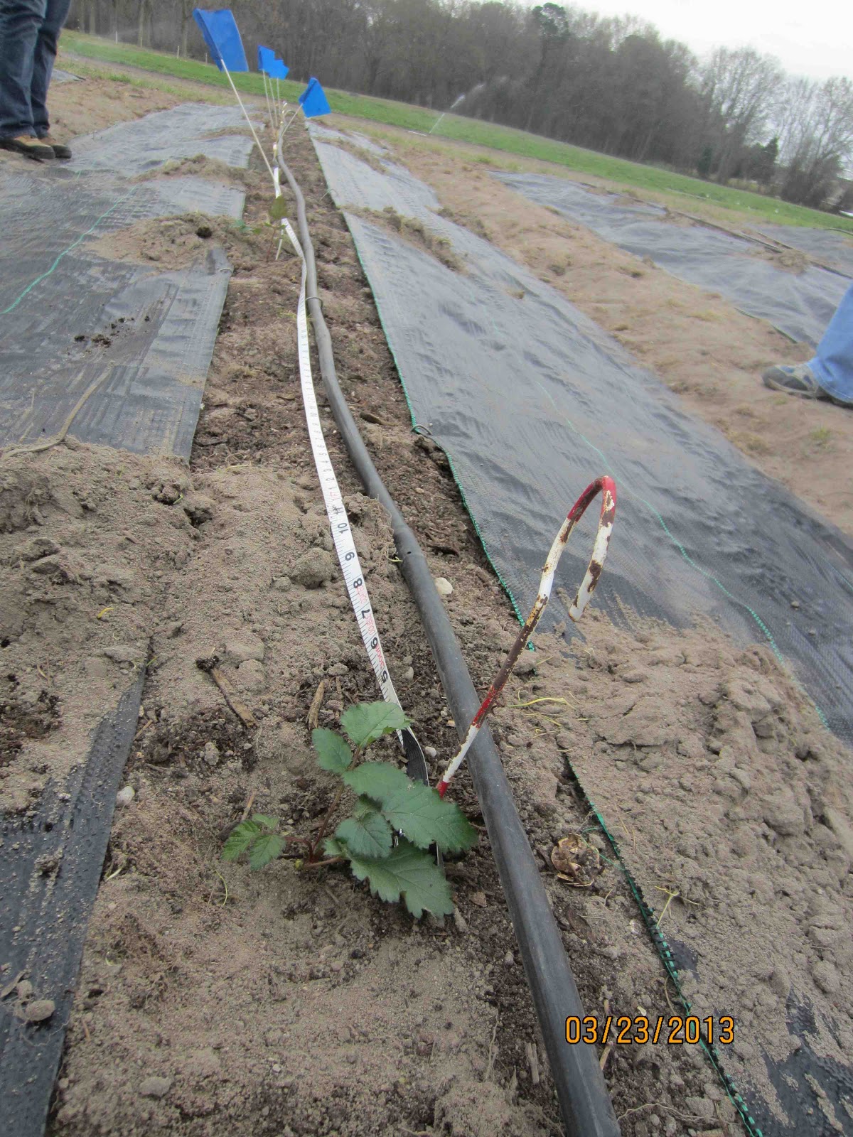Team Rubus: Pruning and planting Blackberries at Center for ...