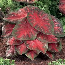 Caladium «caladio» - Id Plantae
